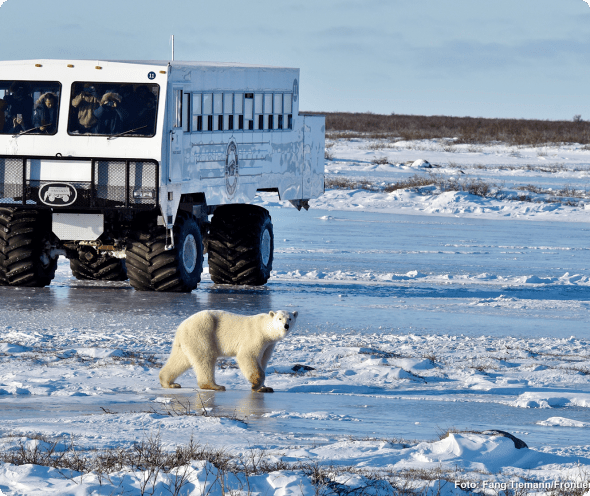 Polar Bears - Polar Bear Tours, Baby Polar Bear, Polar bear