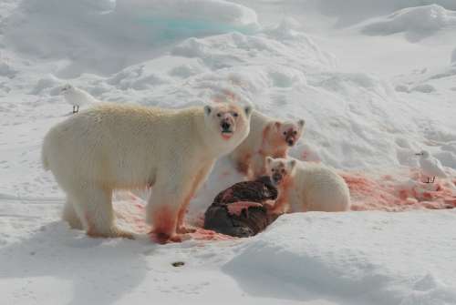 Dynamics of Polar Bear and Seal Interactions
