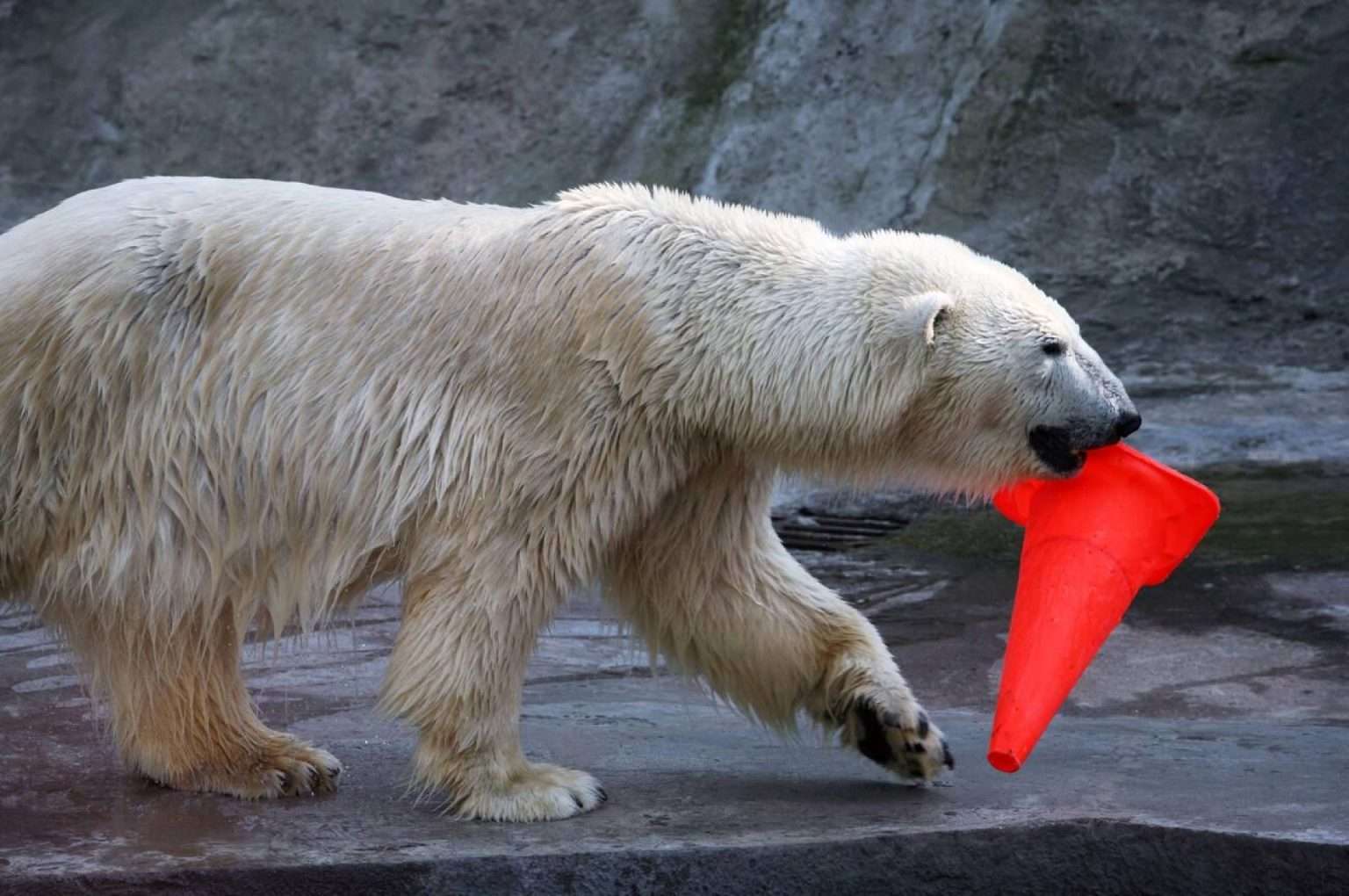 Polar Bears and People - Polar Bears