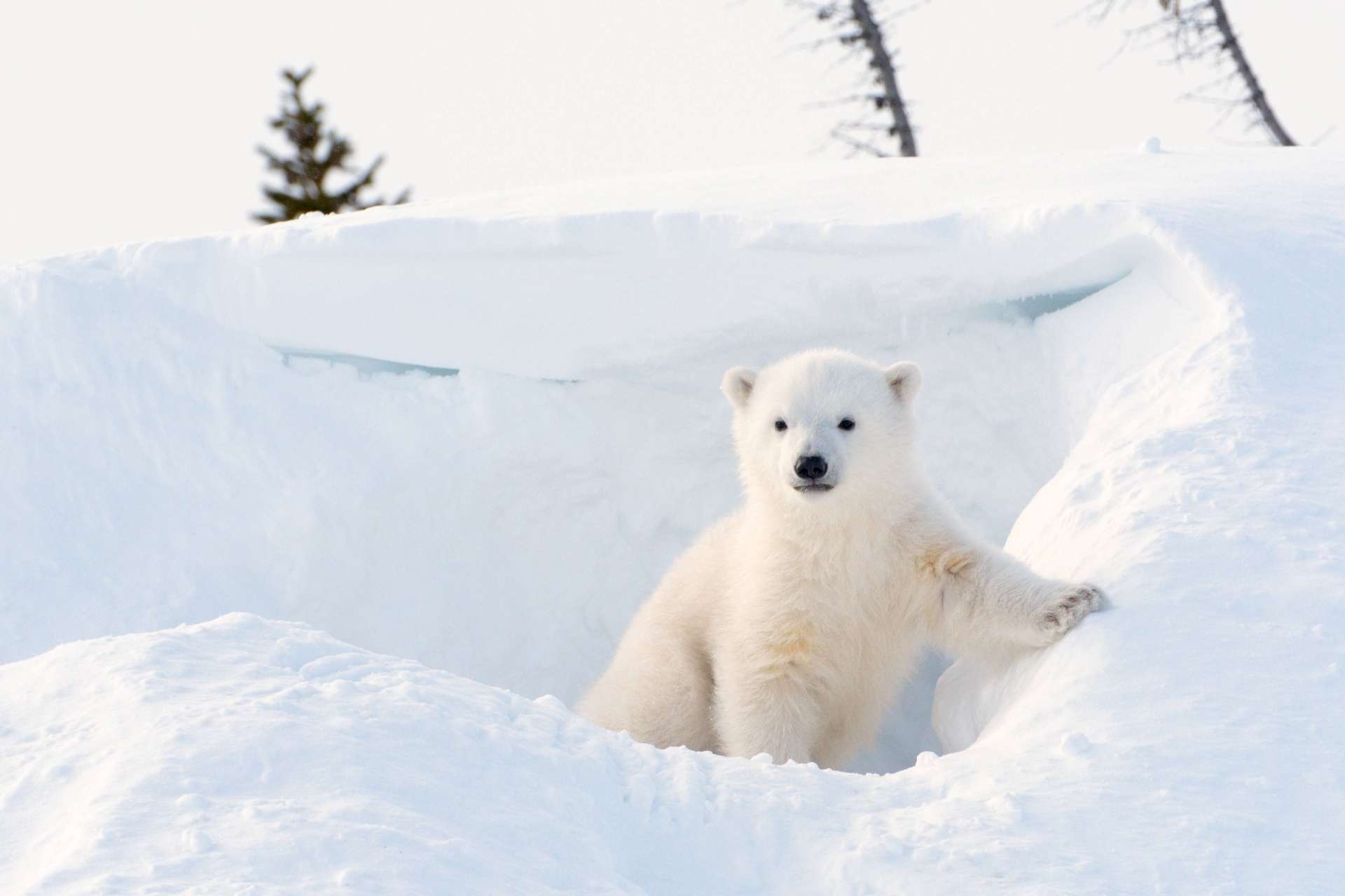 Polar Bear Predators: A Glimpse into the Apex Predator's World