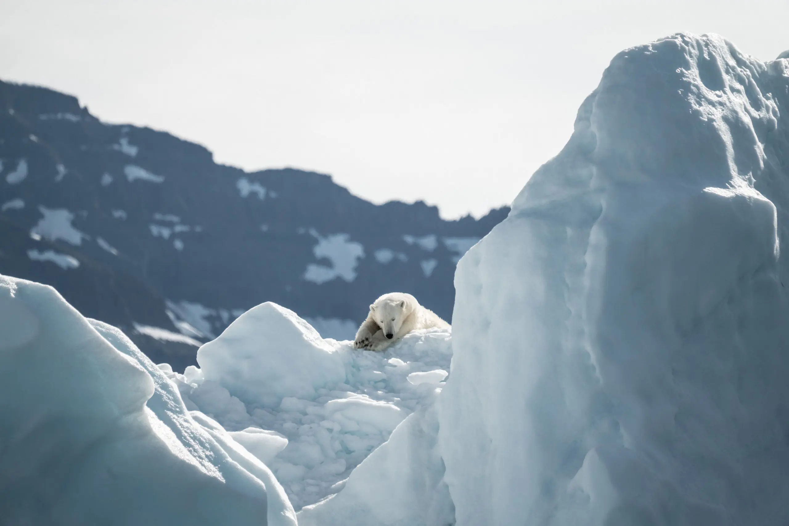 Polar Bears – Conservation, Research - Polar Bears