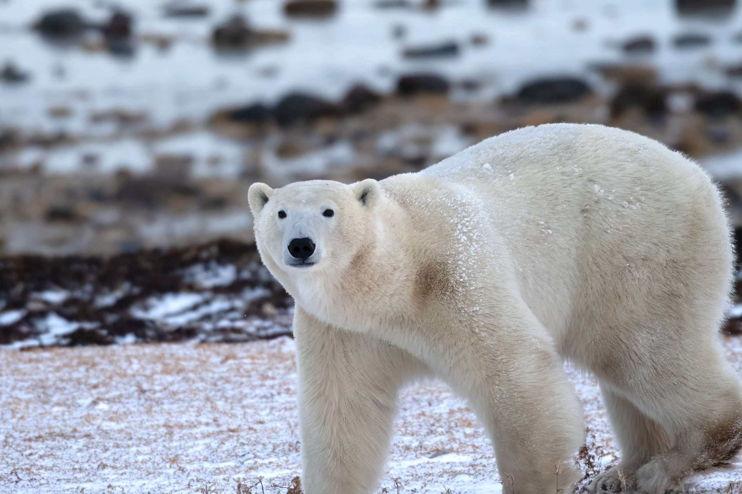 Polar Bear Solitary Behavior - Everything You Need to Know
