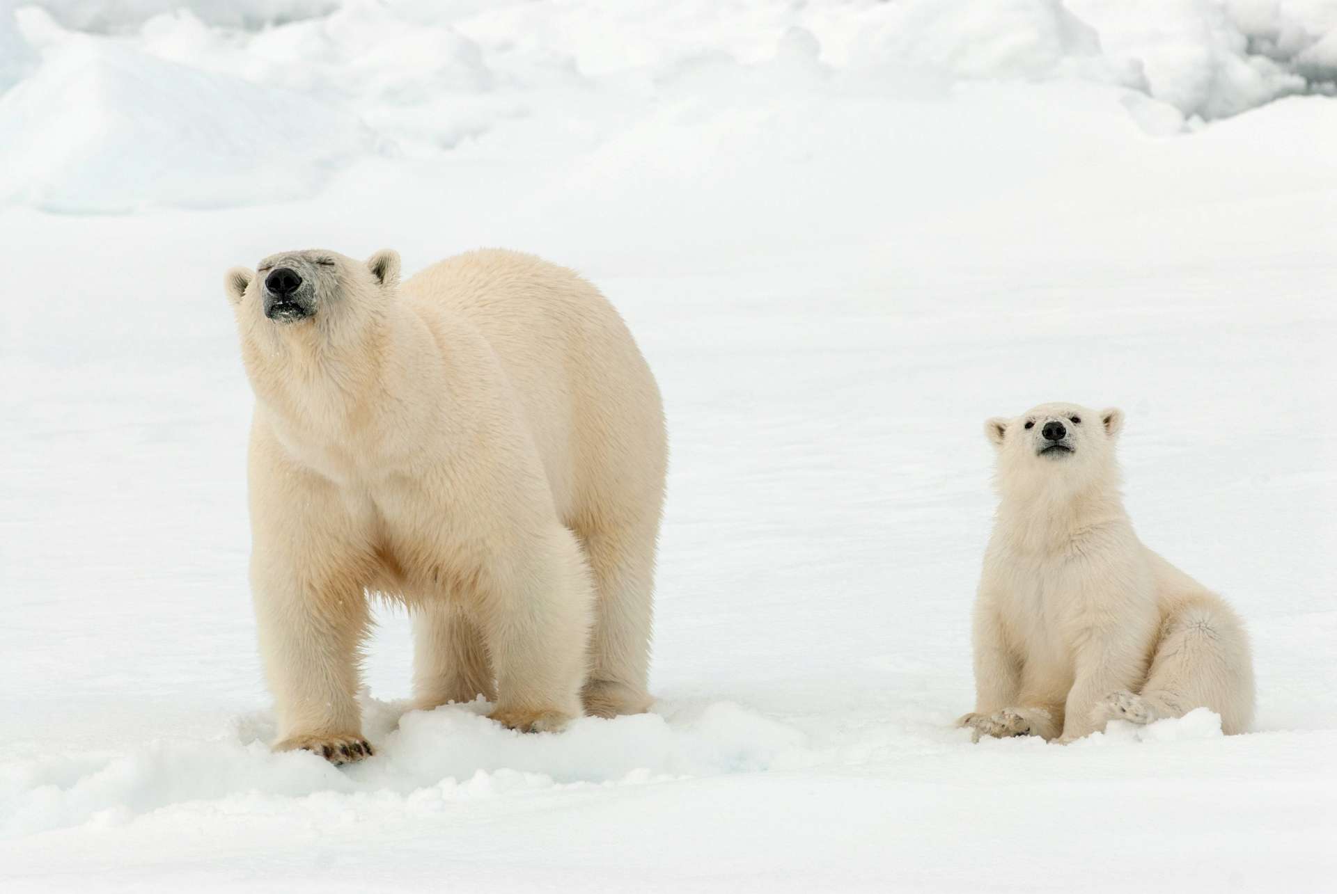 How do Polar Bears Communicate With Each other?