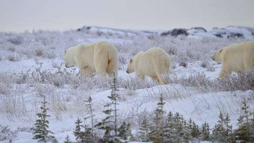 Why Are Polar Bears Migrating? Causes and Consequences