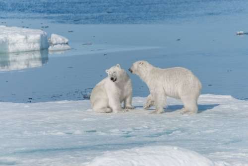 Born to be Wild – What Makes Polar Bear Development So Interesting? - Polar Bears